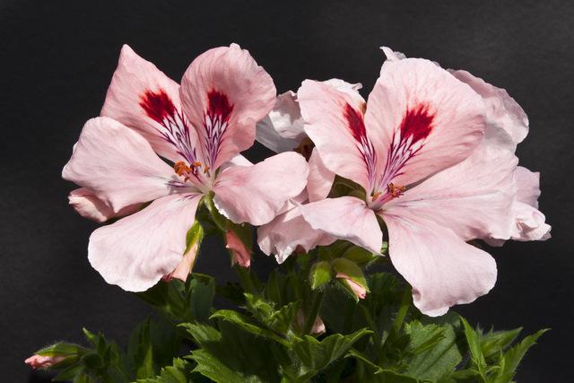 Geraniaceae - P. 'Apricot Beauty'