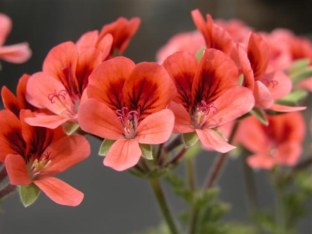 Geraniaceae - P. 'Bernice Ladroot'