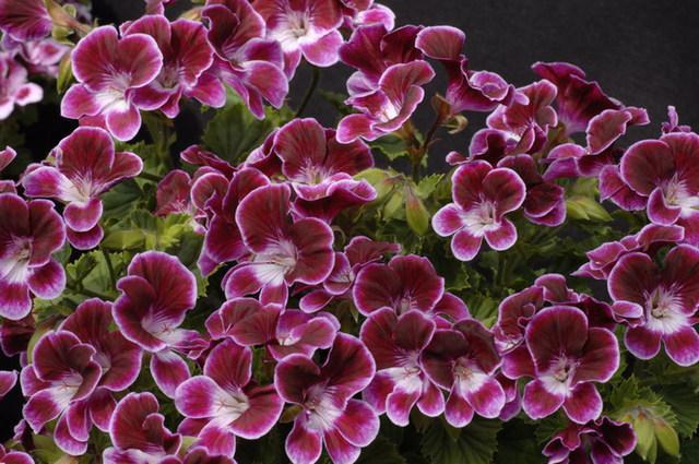 Geraniaceae - P. 'Henry Weller'