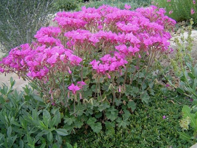 Geraniaceae - P. endlicherianum