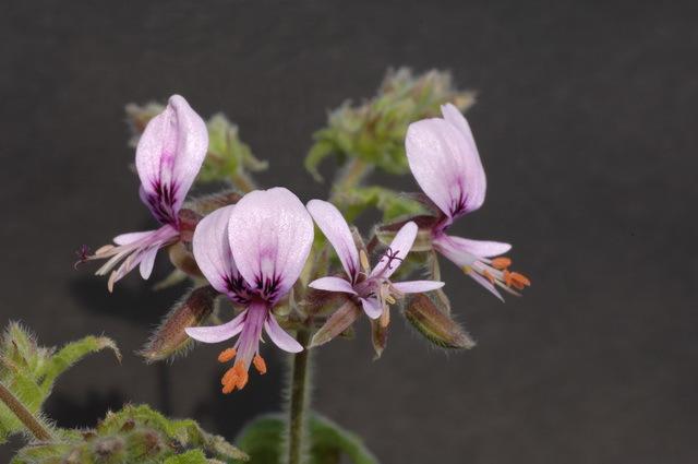 Geraniaceae - P. hispidum