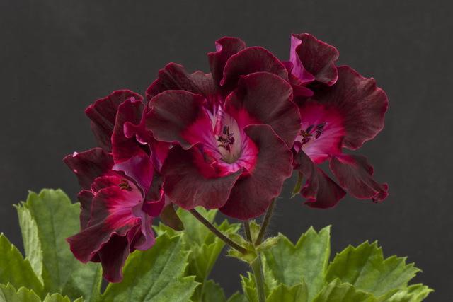 Geraniaceae - P. 'My Chance'