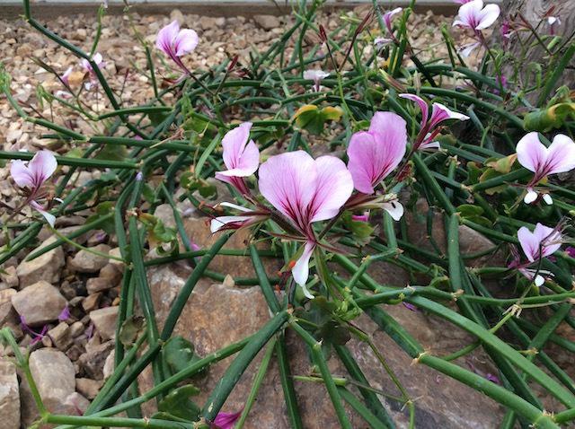 Geraniaceae - P. tetragonum